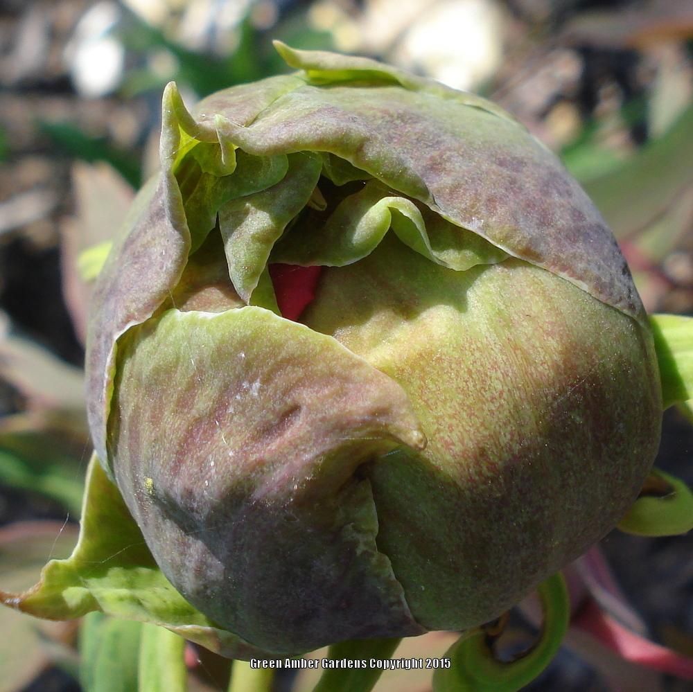 Photo of the closeup of buds, sepals and receptacles of Tree Peony ...