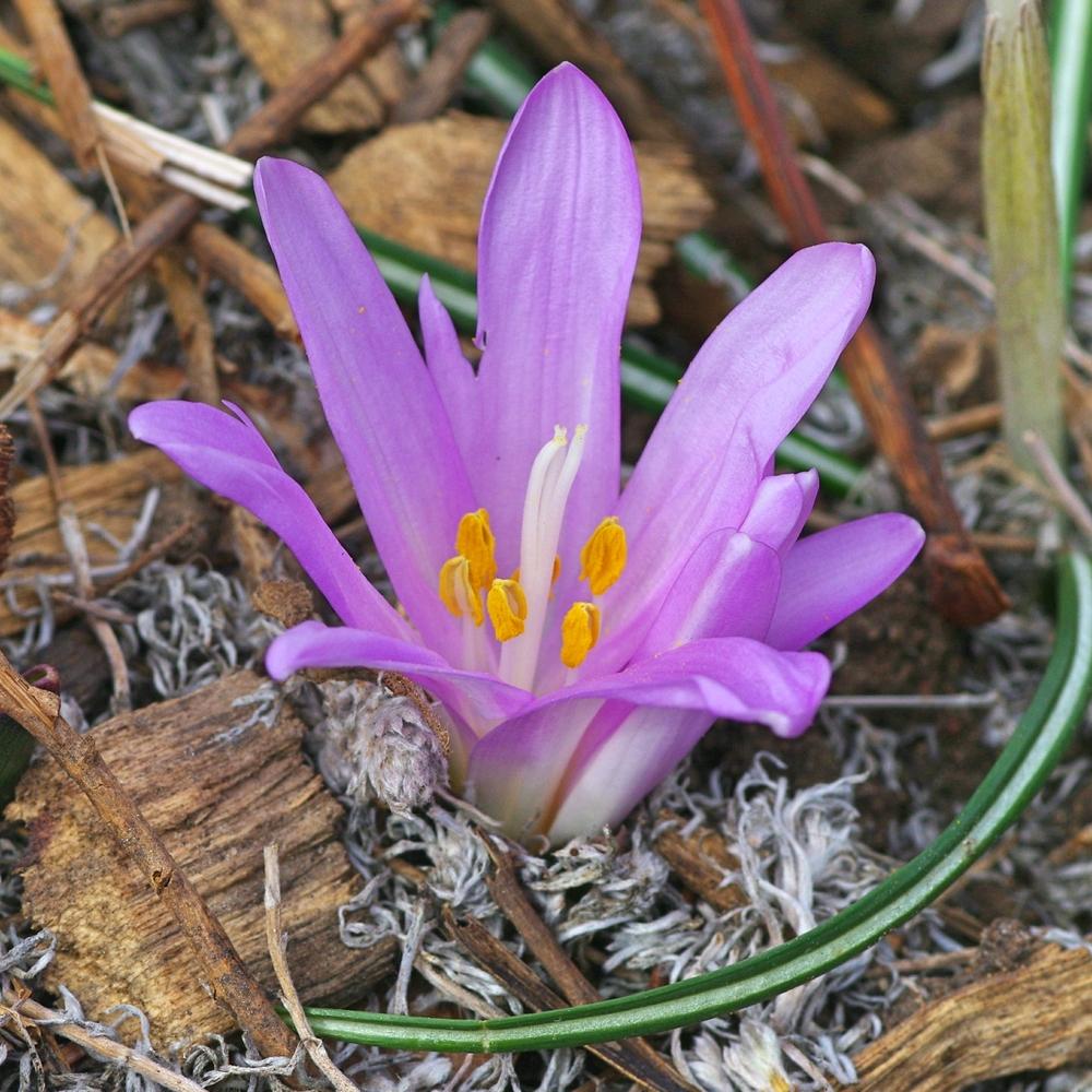 Spring Meadow Saffron (Colchicum bulbocodium) in the Colchicums ...