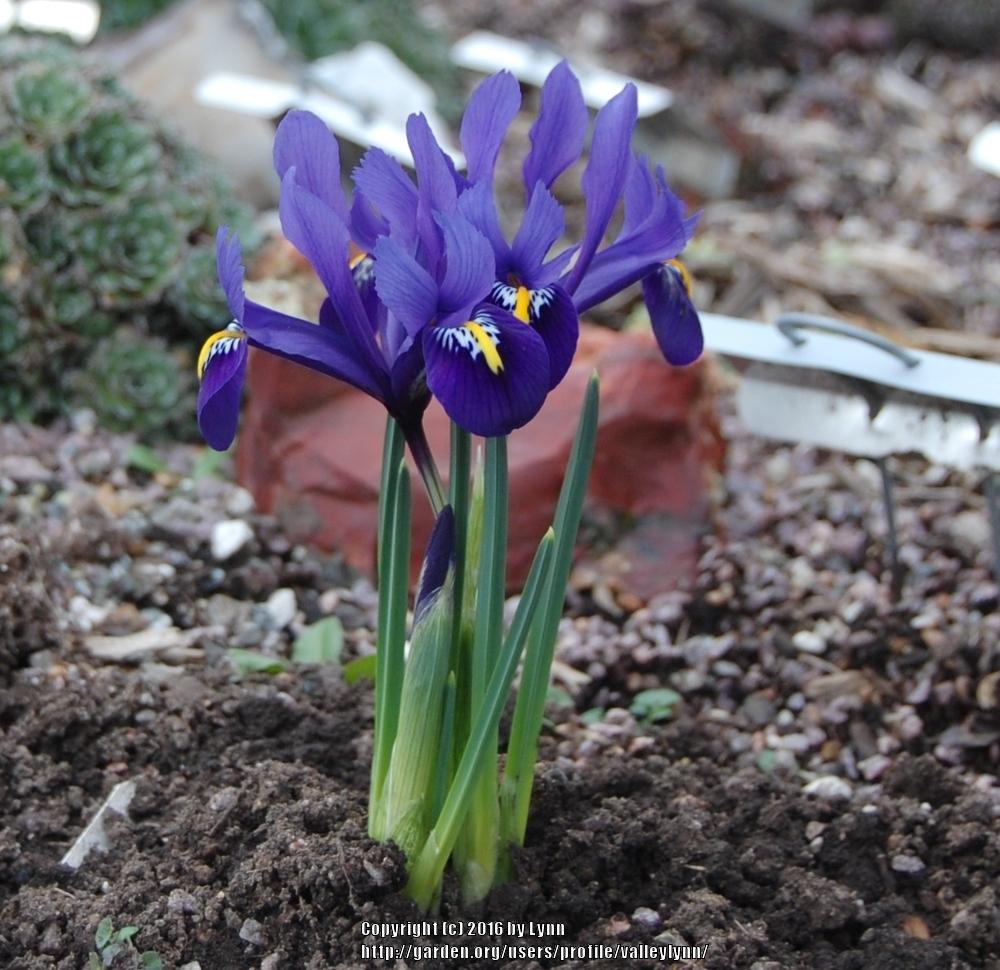 Photo of the entire plant of Reticulated Iris (Iris reticulata 'Pixie (Reticulated)') posted by ...