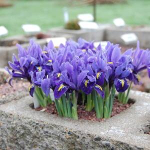 Reticulated Iris (Iris reticulata 'Pixie.') in the Irises Database ...