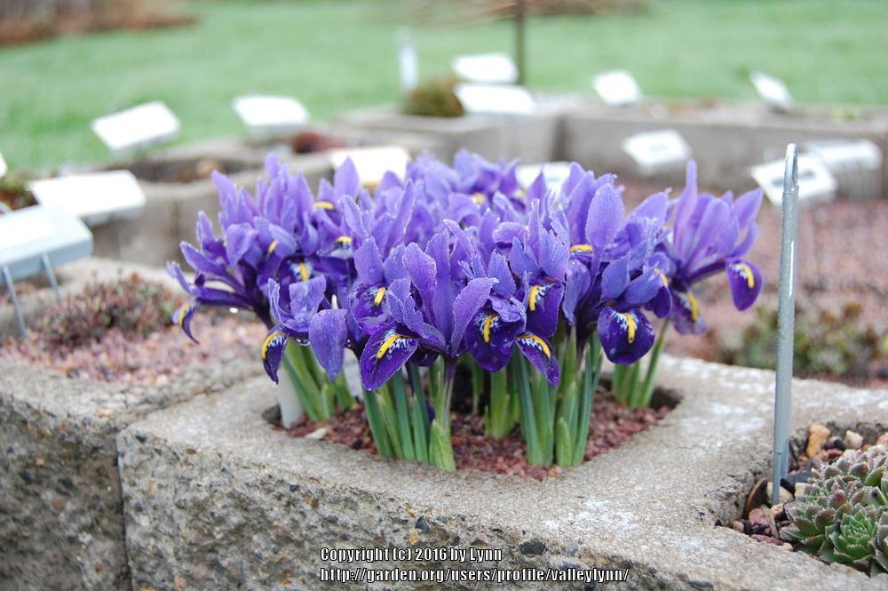Photo of the entire plant of Reticulated Iris (Iris reticulata 'Pixie (Reticulated)') posted by ...