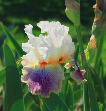 Photo of the bloom of Tall Bearded Iris (Iris 'Fantasy Ride') posted by ...