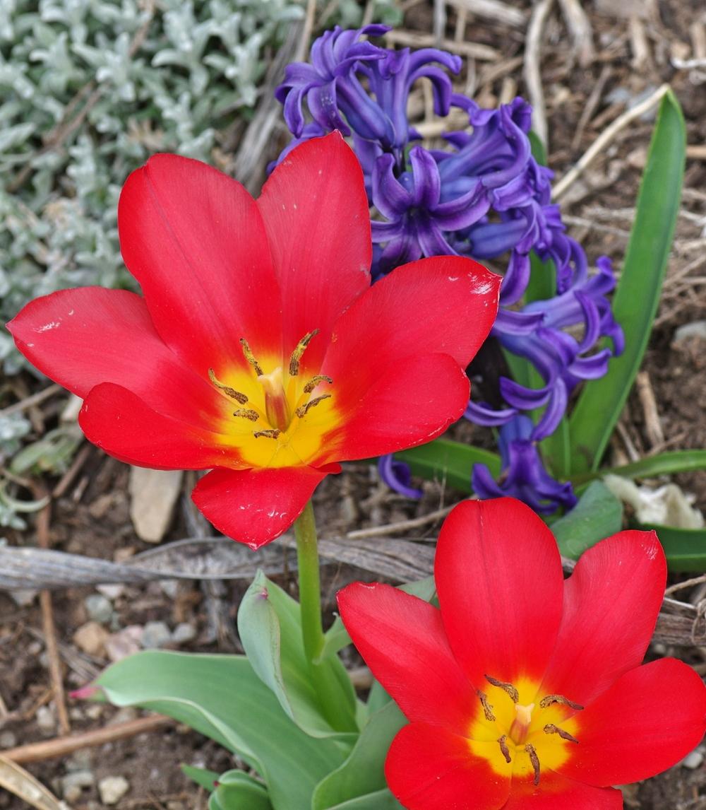 Greigii Tulip (Tulipa 'Oriental Beauty') in the Tulips Database ...