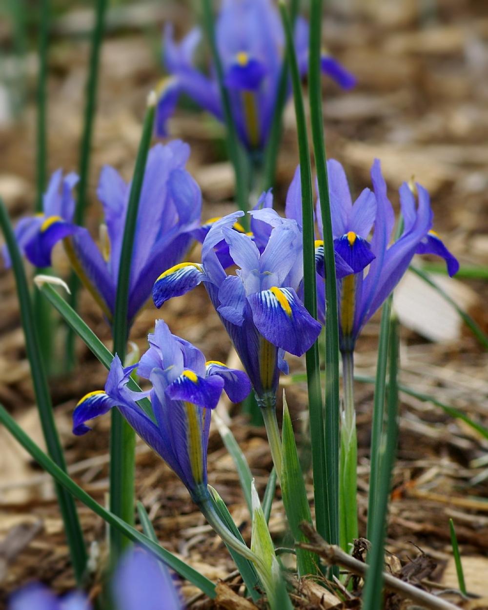 Photo of the entire plant of Reticulated Iris (Iris reticulata 'Edward ...