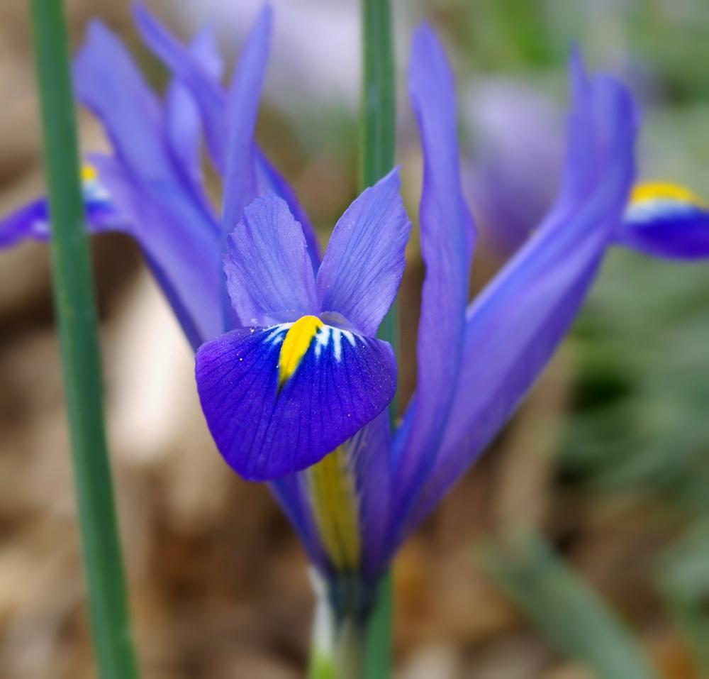Reticulated Iris (Iris reticulata 'Edward') in the Irises Database ...