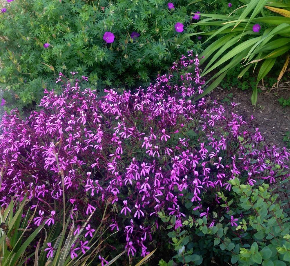 Pelargoniums: Plant Care and Collection of Varieties - Garden.org