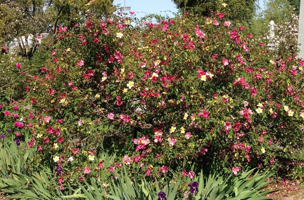 Photo of the entire plant of Rose (Rosa 'Mutabilis') posted by ...