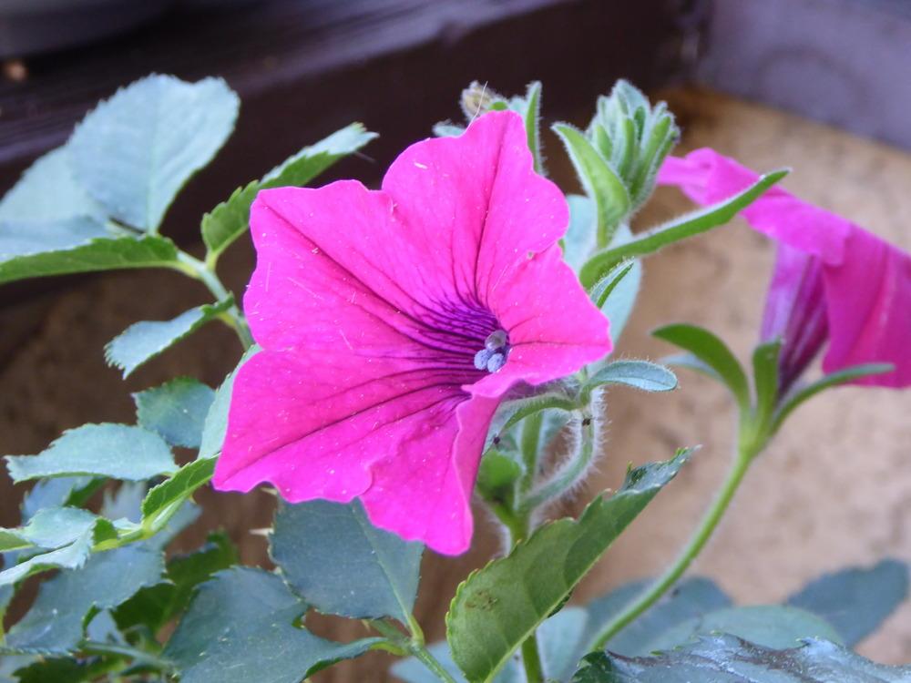 Floribunda Petunia (Petunia Madness® Magenta) in the Petunias Database ...