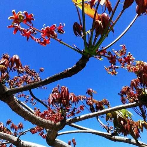 Java Olive (Sterculia foetida) - Garden.org