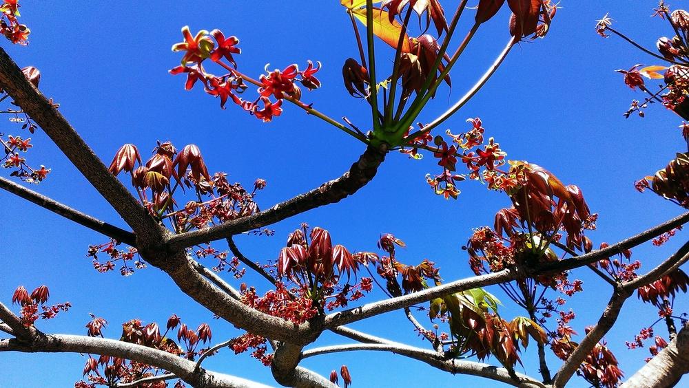 Java Olive (Sterculia foetida) - Garden.org