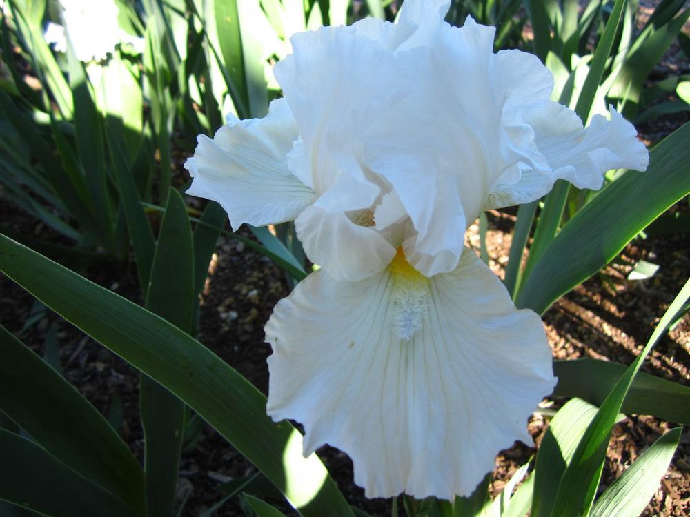 Photo of the bloom of Tall Bearded Iris (Iris 'Zurich') posted by ...