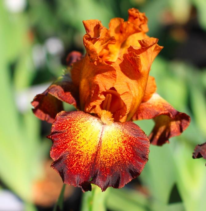 Intermediate Bearded Iris (Iris 'Hot Spice') in the Irises Database ...