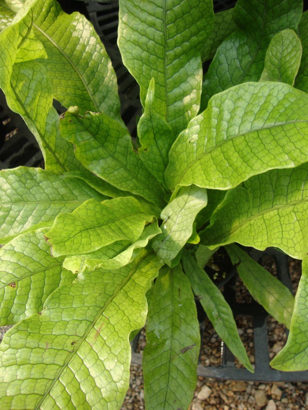 Photo of the entire plant of Crocodile Fern (Microsorum musifolium ...