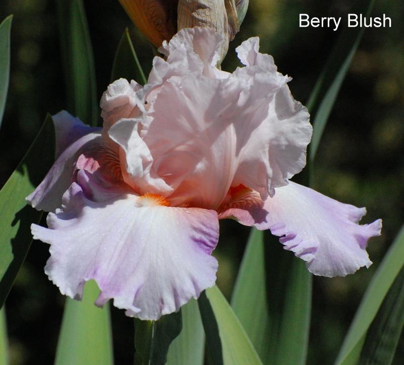 Photo of the bloom of Tall Bearded Iris (Iris 'Berry Blush') posted by ...