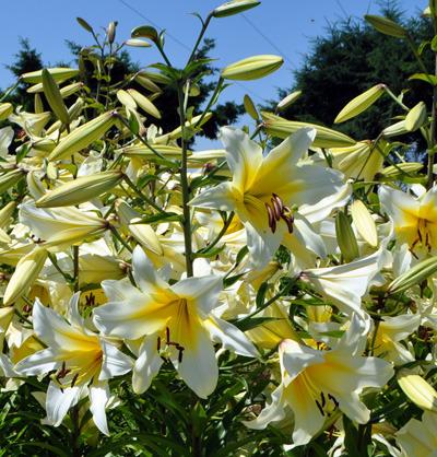Lily (Lilium 'Golden Moonlight') in the Lilies Database - Garden.org