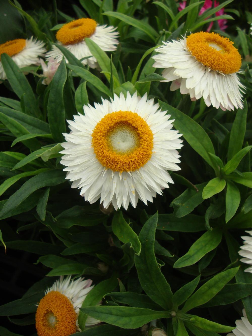 Strawflower (Xerochrysum bracteatum Dreamtime® Jumbo Pure White ...