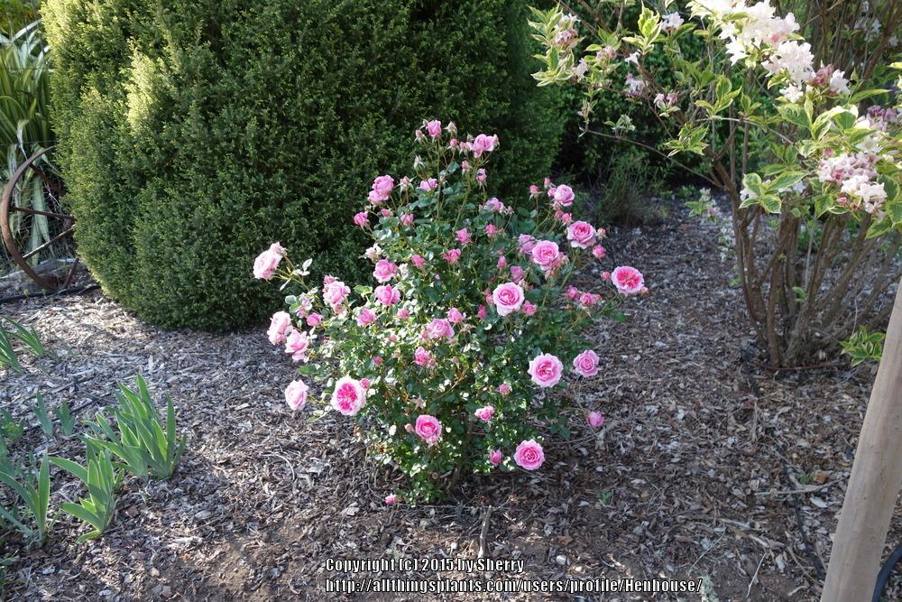 Mis-labeled Rose in the Roses forum - Garden.org