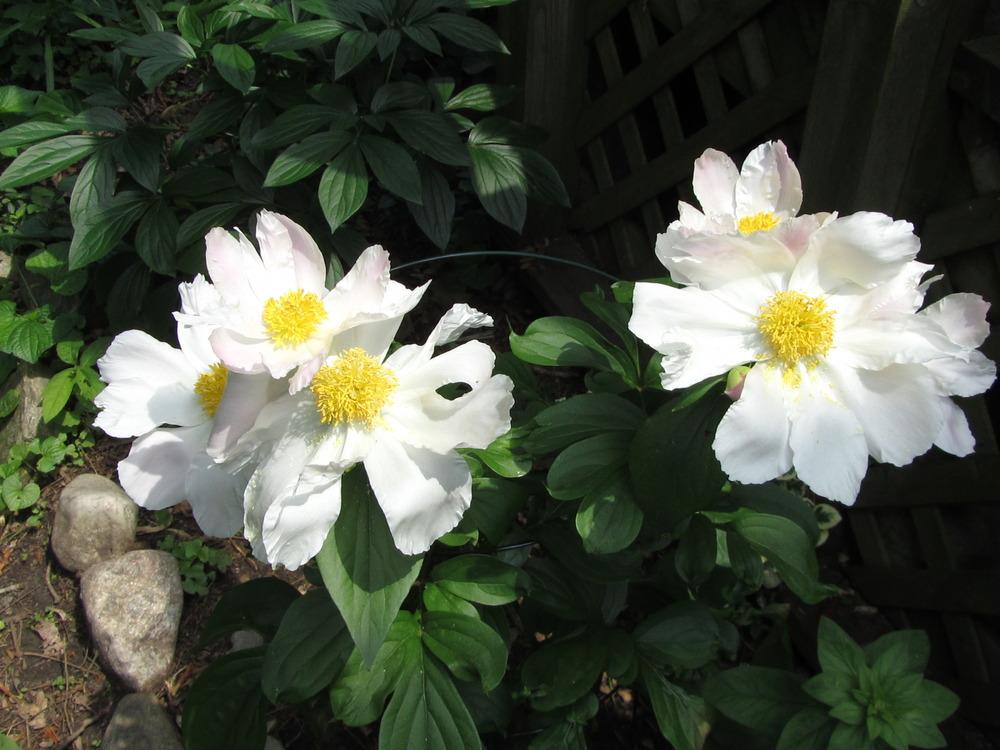 Peony ID Please in the Peonies forum - Garden.org