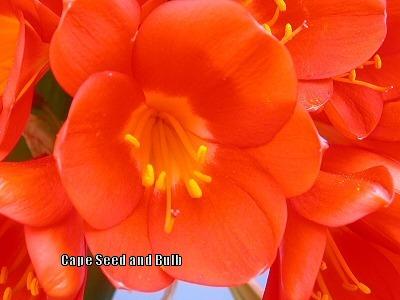 Bush Lily (Clivia miniata 'New Red') in the Clivias Database - Garden.org