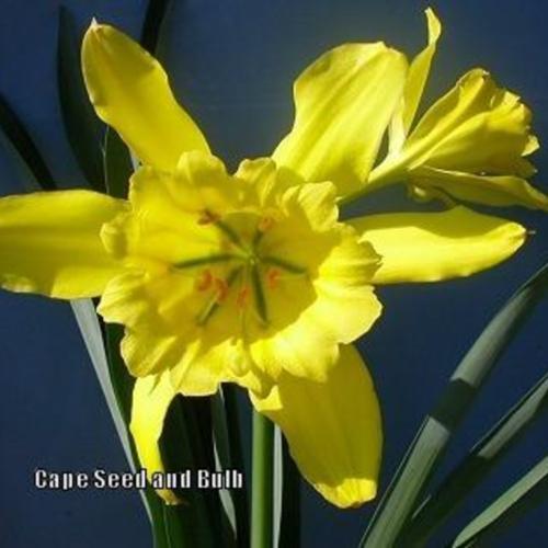 Paramongaia weberbaueri - Garden.org