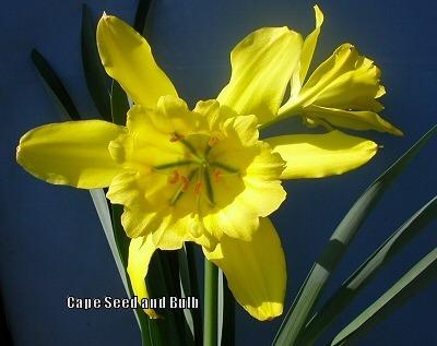 Paramongaia weberbaueri - Garden.org