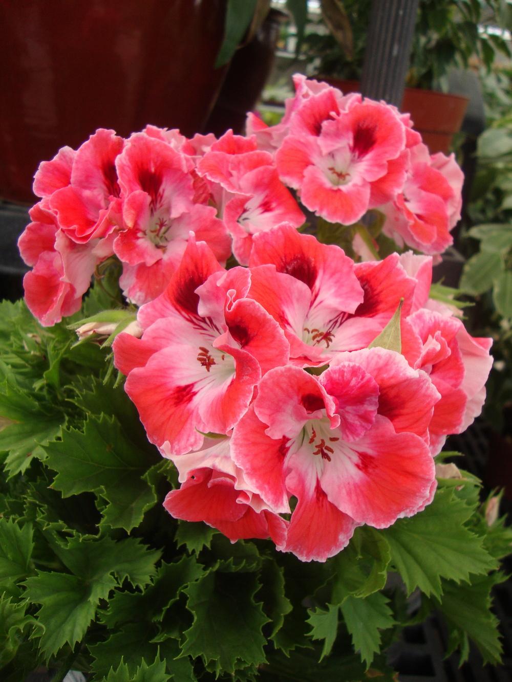 Regal Pelargonium (Pelargonium x domesticum Elegance™ Elegance Coral ...