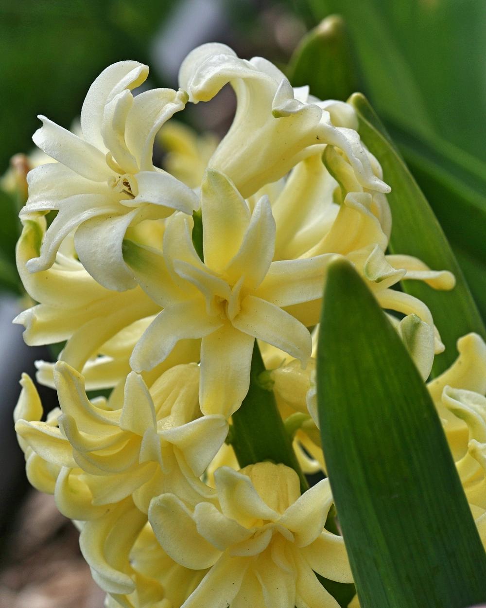 Photo of the bloom of Dutch Hyacinth (Hyacinthus orientalis 'City of ...