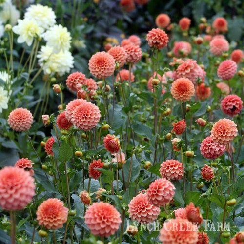 Photo of the entire plant of Dahlia 'Gingeroo' posted by Joy - Garden.org
