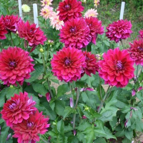 Dahlia 'Fremont's Memory' in the Dahlias Database - Garden.org
