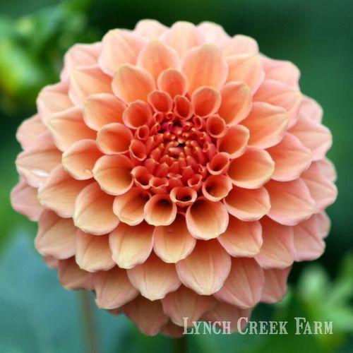 Dahlia 'Gingeroo' in the Dahlias Database - Garden.org