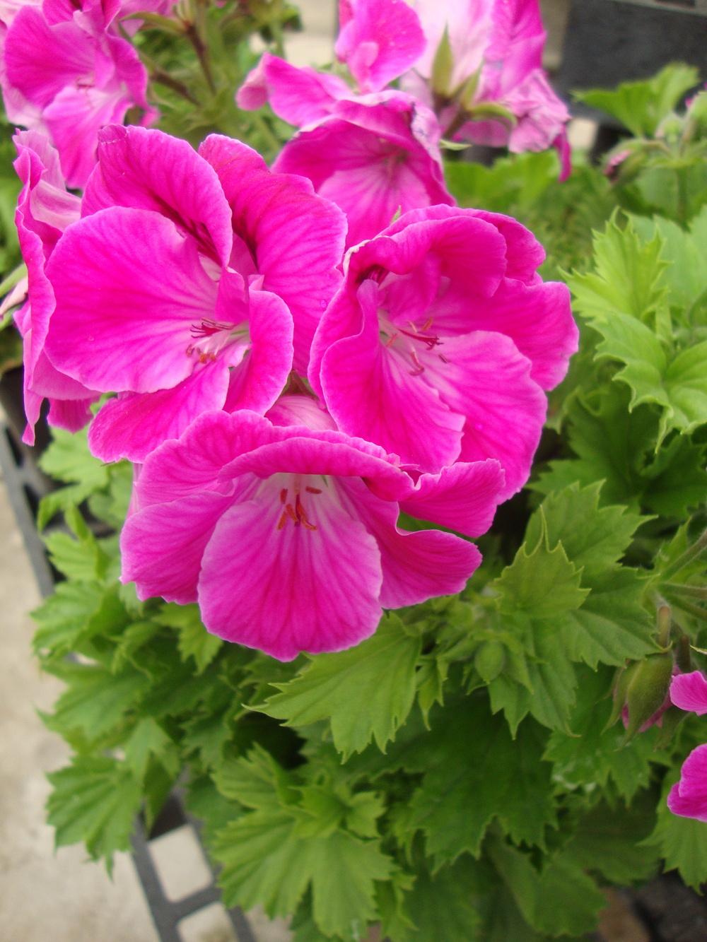 Regal Geranium (Pelargonium x domesticum 'Elegance Lilac Sachet') in ...