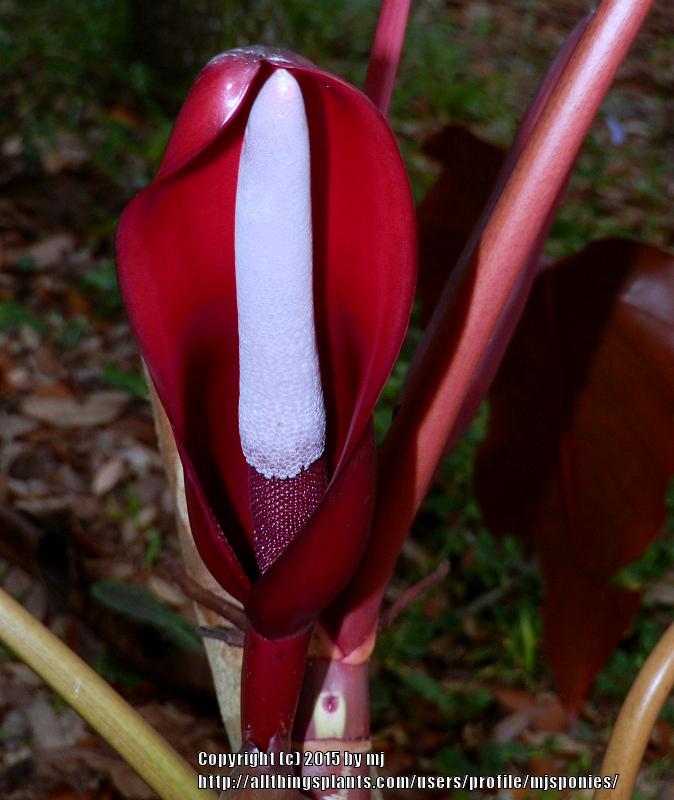 Philodendrons: Plant Care and Collection of Varieties - Garden.org