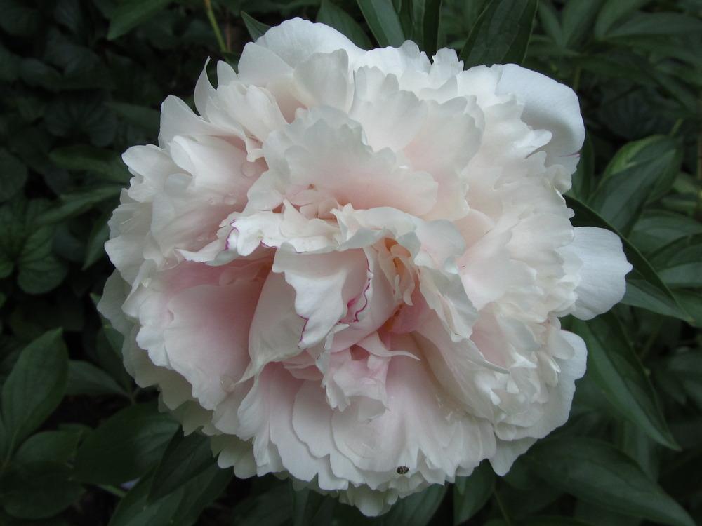 Peony ID Please in the Peonies forum - Garden.org