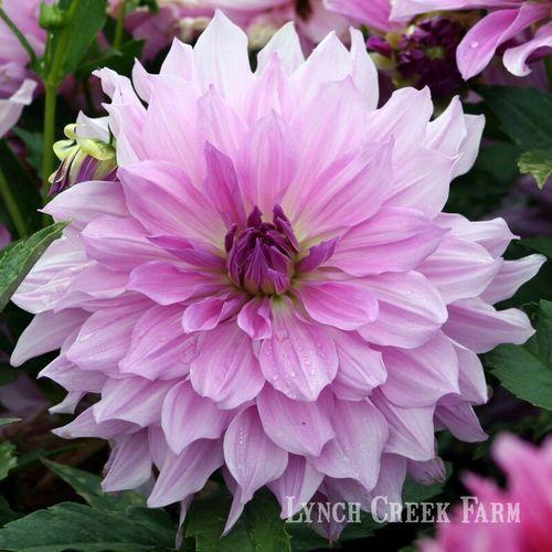Dahlia 'Lavender Ruffles' in the Dahlias Database - Garden.org