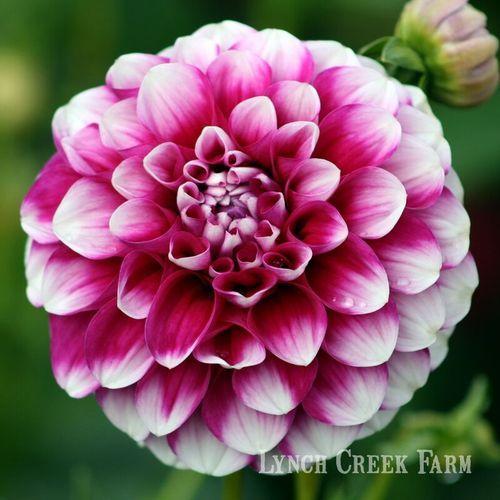 Dahlia 'B-Man' in the Dahlias Database - Garden.org