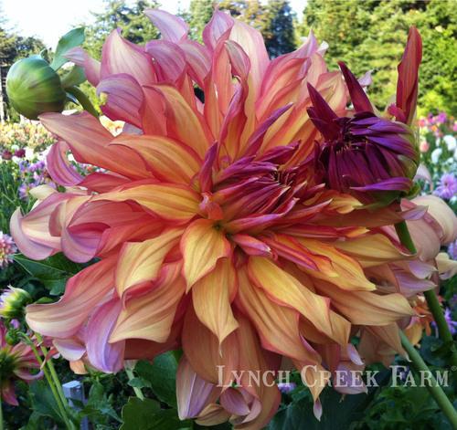 Dahlia 'Brown Owl' in the Dahlias Database - Garden.org