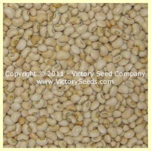 Southern Pea (Vigna unguiculata 'Sadandy') in the Southern Peas ...