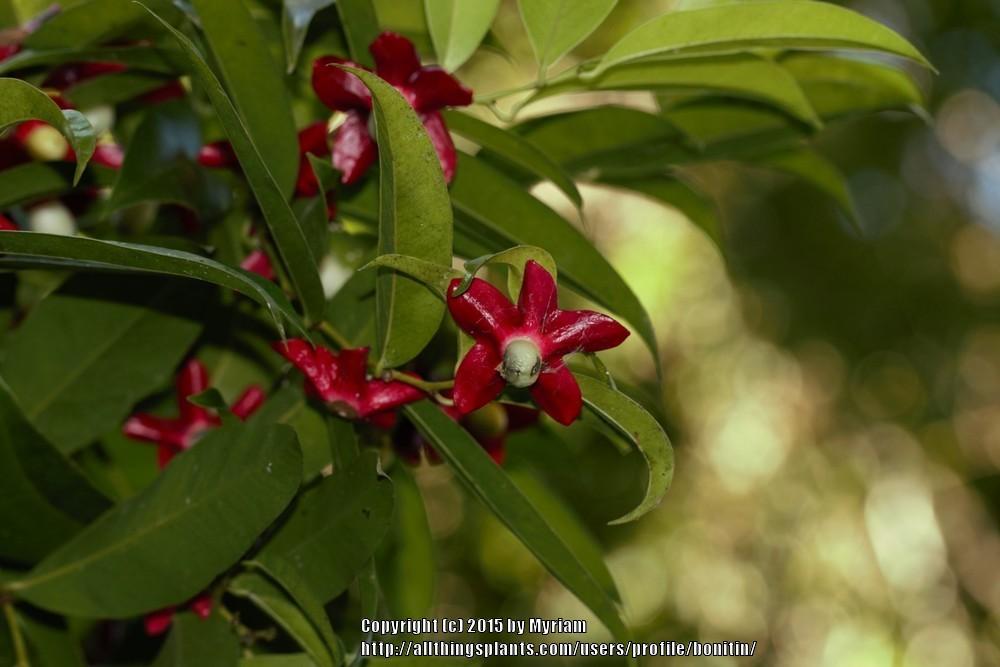 Heisteria - Garden.org