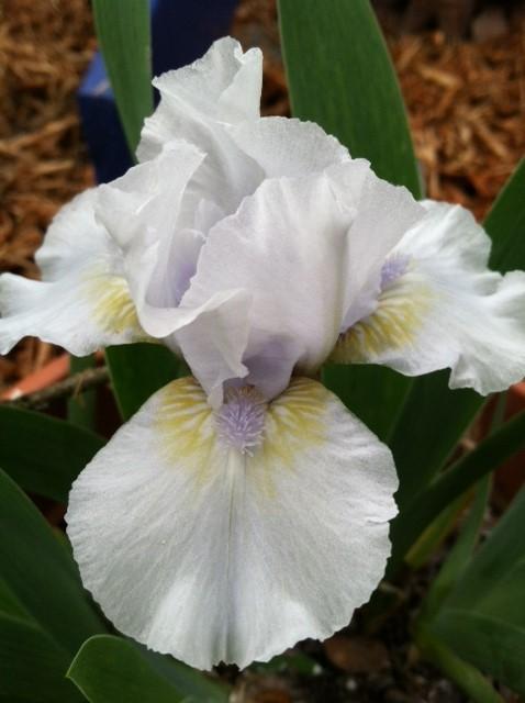 Photo of the bloom of Standard Dwarf Bearded Iris (Iris 'Fresh Start ...