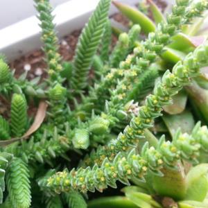 Watch Chain Plant (Crassula muscosa) in the Crassulas Database - Garden.org