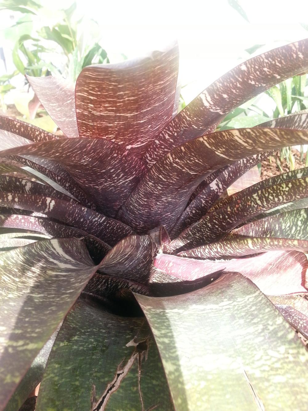 Photo of the entire plant of Bromeliad (Vriesea fosteriana 'Red ...