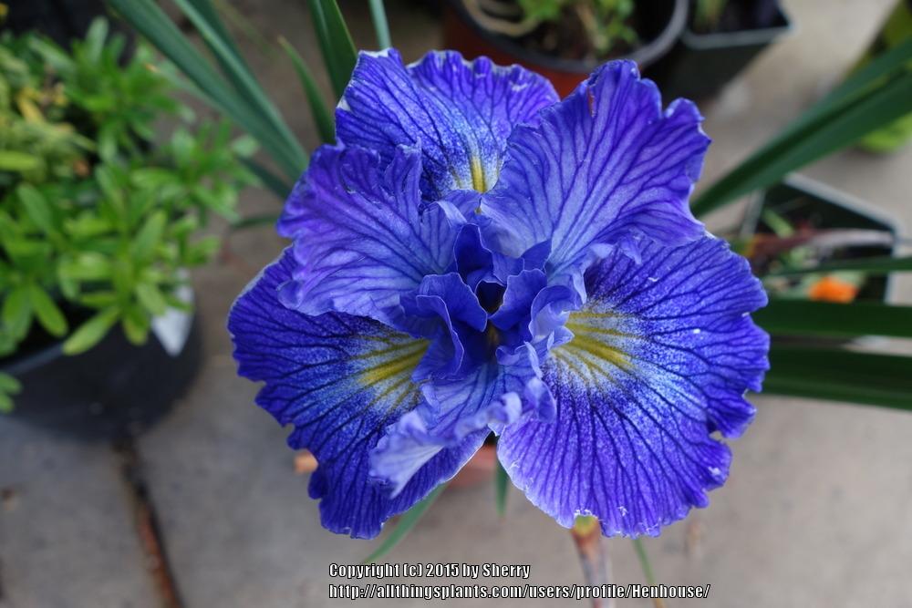 Pacific Coast Iris (Iris 'Ocean Blue') in the Irises Database - Garden.org