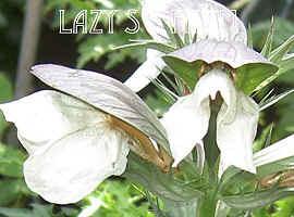 Photo of the bloom of Bear's Breeches (Acanthus mollis 'Rue Ledan ...