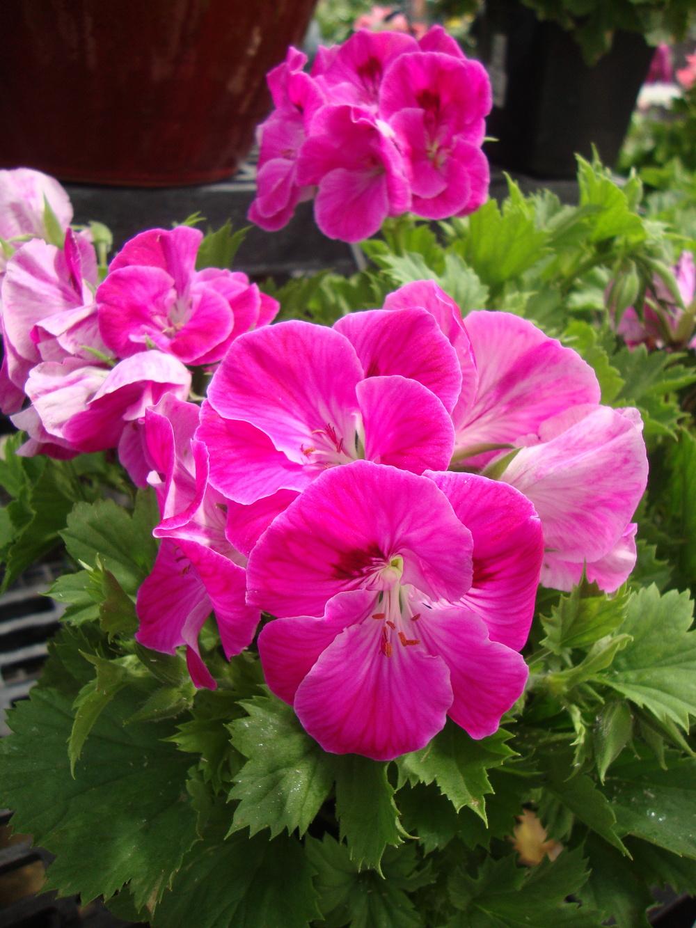 Photo of the bloom of Regal Geranium (Pelargonium x domesticum Elegance ...