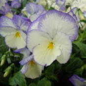 Viola (Viola cornuta Celestial™ Blue Moon) in the Violas Database ...