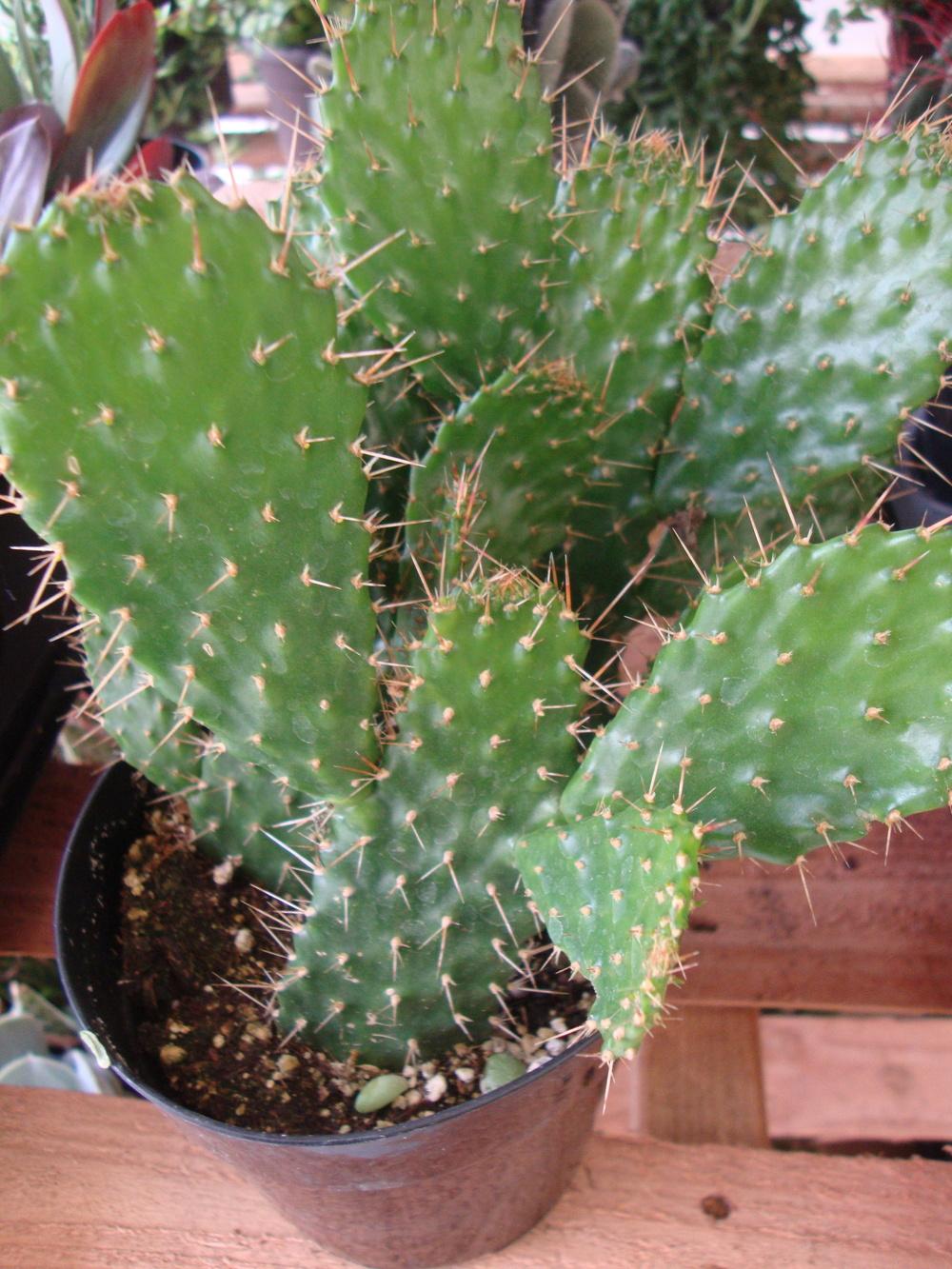 Photo of the entire plant of Tuna de Cruz (Consolea macracantha) posted ...