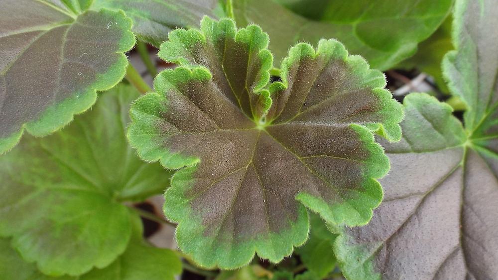 Zonal Geranium (Pelargonium x hortorum Black Velvet™ Rose) in the ...
