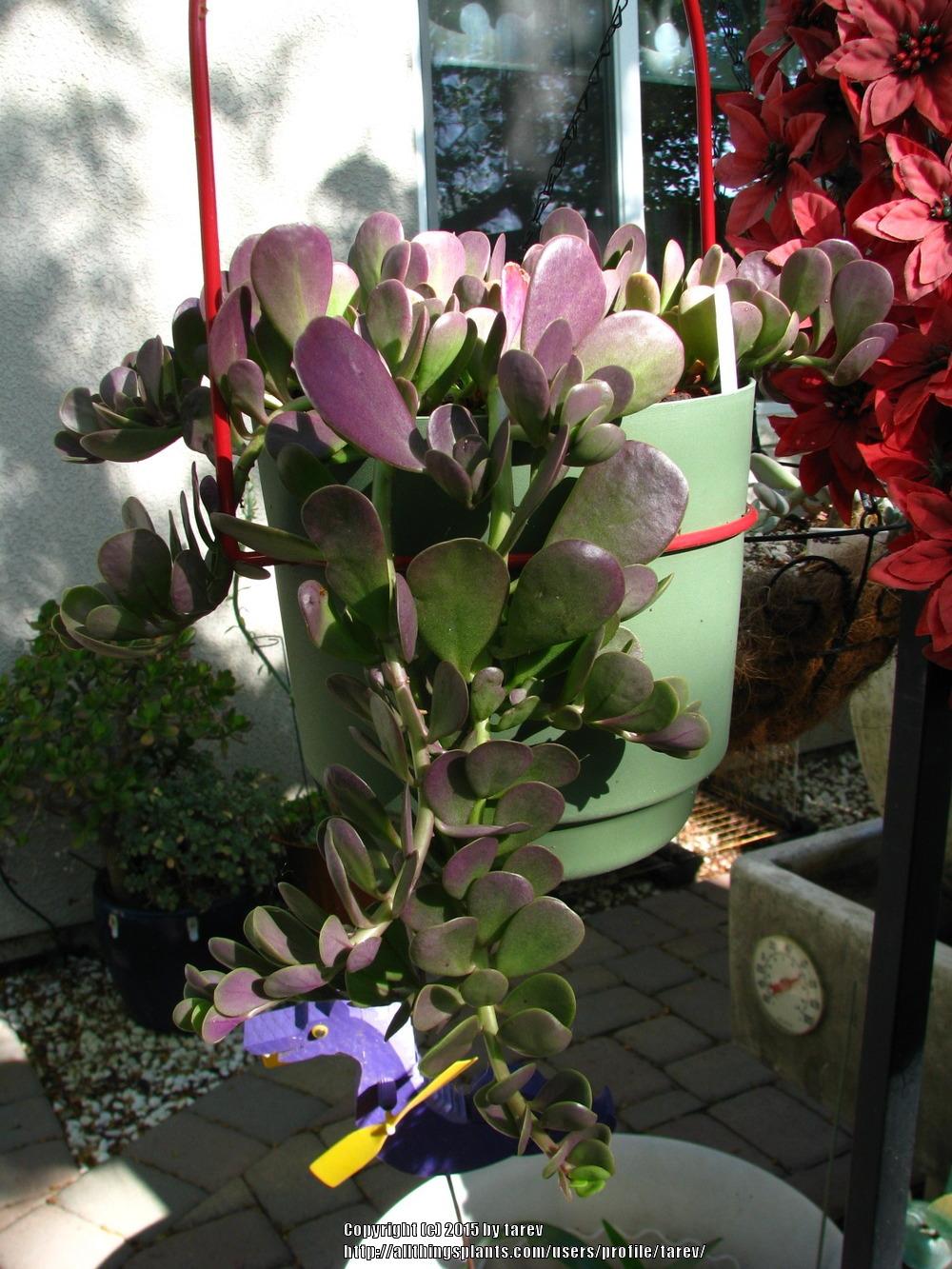 Trailing Jade (Kleinia petraea) - Garden.org