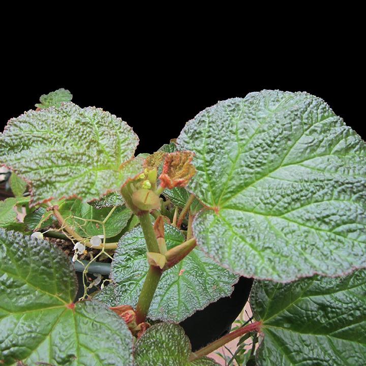 Begonia 'Orococo' in the Begonias Database - Garden.org