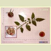 Tomato (Solanum lycopersicum 'Black Cherry') in the Tomatoes Database ...
